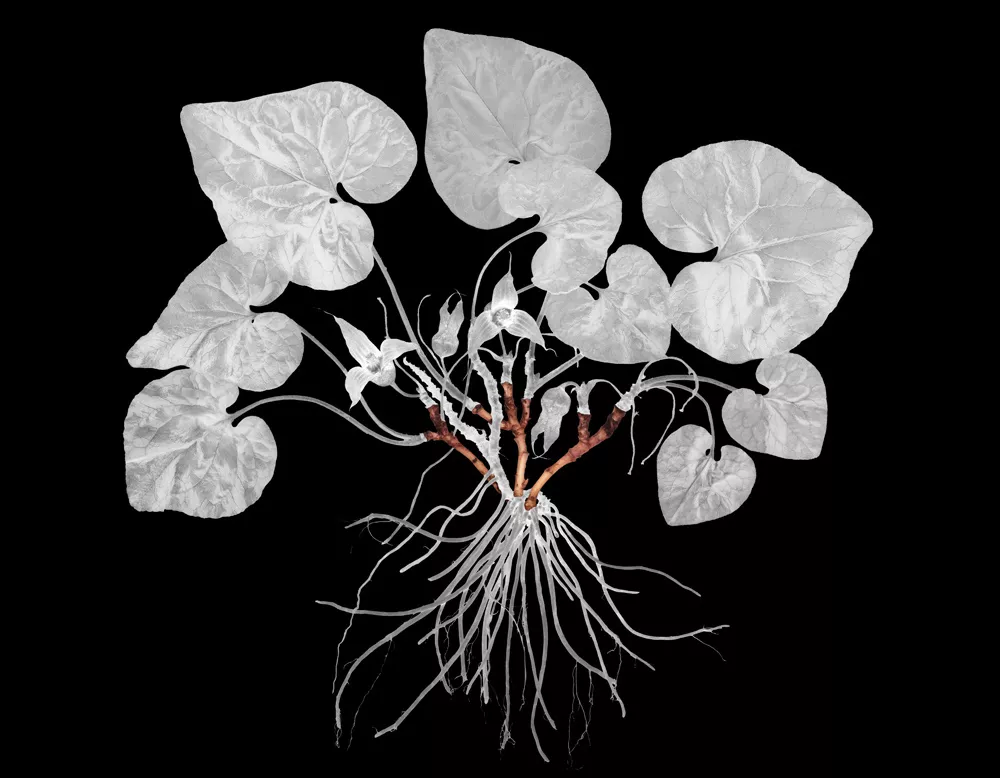 Edible Plants Jimmy Fike at Dawn Boykins blog